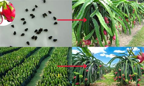 Fruit Farming