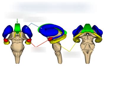 Diagram Of Deep Forebrain Quizlet