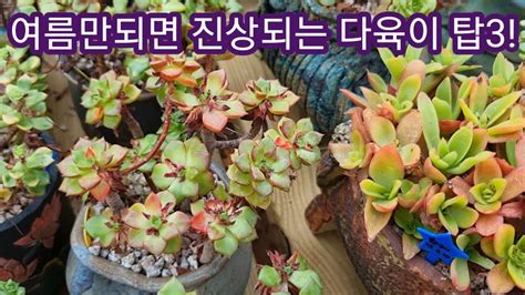 여름진상 다육이 1탄 내 다육이 중 여름만 되면 밉상밉상 되는 다육이들 소개합니다 사실 더 많은데 ~~ Youtube