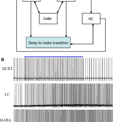 pdf a framework for quantitative modeling of neural circuits involved