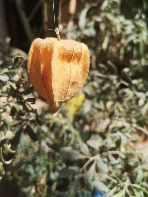 Proyecto Aguaymanto Object Detection Dataset And Pre Trained Model By Aguaymanto