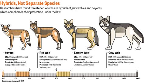 Biology The Lone Wolf Princeton Alumni Weekly