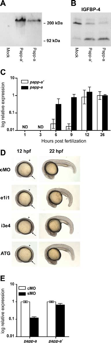 A Second Papp A Homolog Biochemistry Expression And In Vivo Analysis