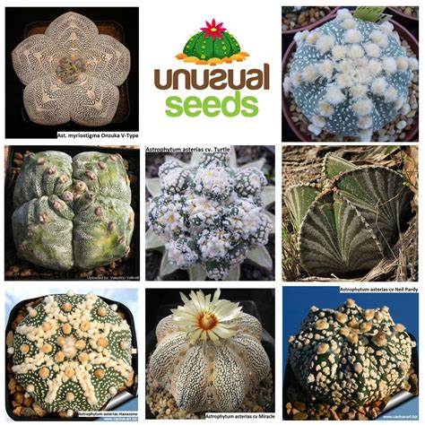 Astrophytum Japan Hybrids Mix 10 Seeds Unusualseeds