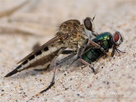 Species Identification Predatory Insect What Kind Biology Stack