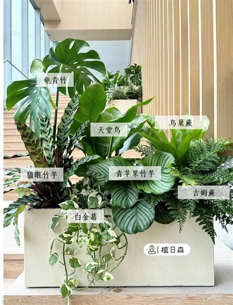 分享一组办公室室内花箱绿植搭配 小红书 花瓣网