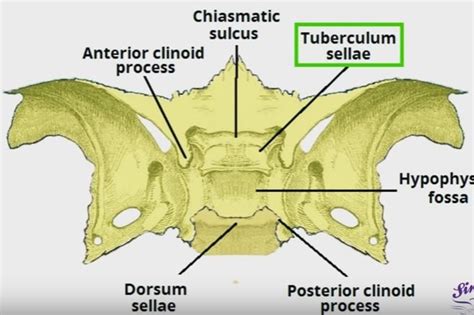 Sella Turcica Anatomy Sella Turcica Anatomia Edknfq