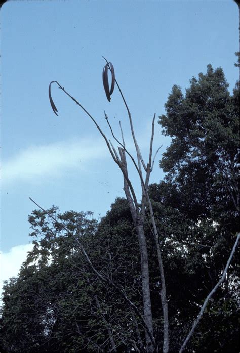 How To Grow Oroxylum Indicum Earthone