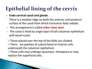 Anatomy Of Female Genital Tract Pptx