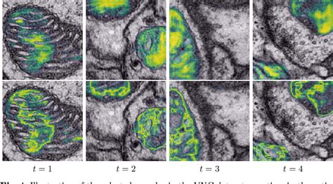 figure 4 from cost efficient segmentation of electron microscopy images
