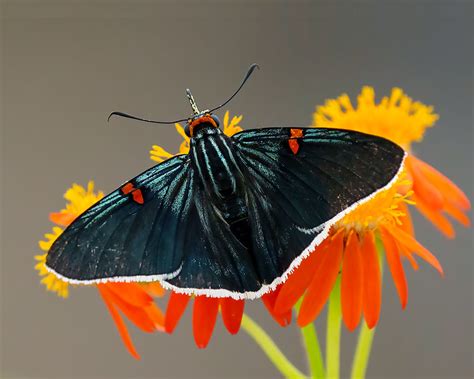 Guava Skipper Visions By Chery