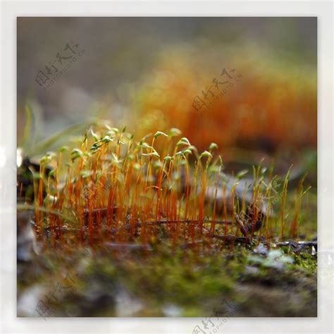藻类植物图片素材 编号13312560 图行天下
