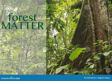 Forest Matter Ecology Message Banner With Beautiful Forest Image Stock Illustration
