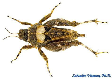 Orthoptera Tetrigidae Paratettix Mexicanus Mexican Pygmy Grasshopper Female B Urban Programs