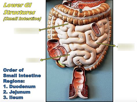 Lower Gi Structures Small Intestines Diagram Quizlet