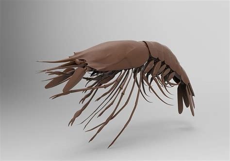 Shrimp 3d Model 3d Printable Cgtrader