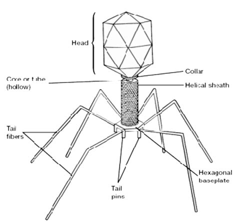 Enterobacteria Phage T4 Alchetron The Free Social Encyclopedia