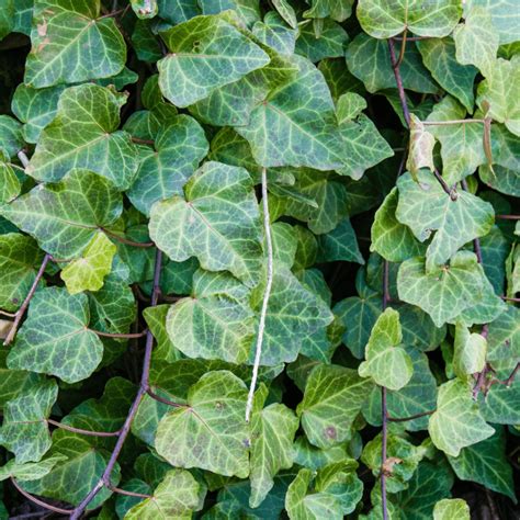 Grass ‘aztec The Home And Garden Center