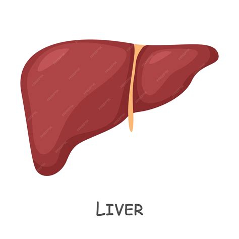 Liver Of Human Cartoon Design Isolated Vector Premium Vector