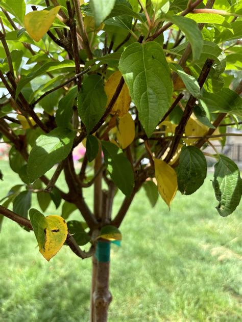 Newly Planted Hydrangea W Yellowing Leaves Rplantclinic