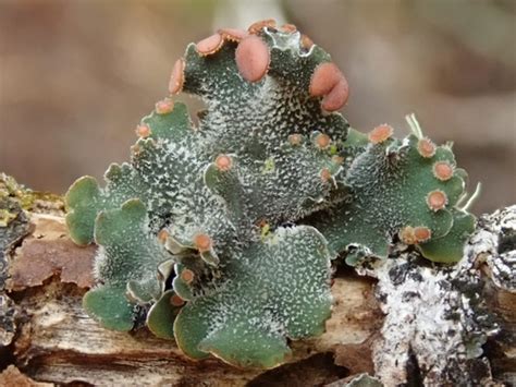 Erioderma Leylandii · Inaturalist United Kingdom