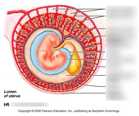 Bio 269 Lab 23 Pt 6 Diagram Quizlet