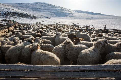 Mongolia’s Cashmere Industry Faces a Crossroads – WWD