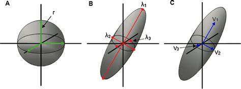Principles Of Diffusion Isotropic A Diffusion And Restricted Principles Of Diffusion Isotropic A Diffusion And Restricted