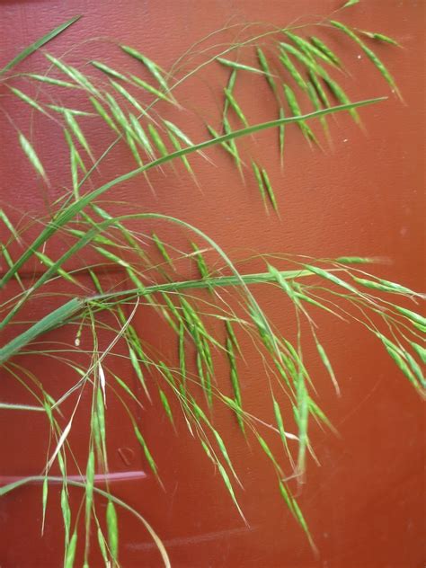 Tropical Texana Native Ornamental Grasses For Southern Gardens