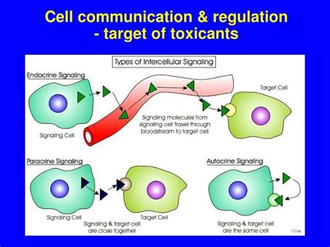 Ppt Cell Communication And Regulation Target Of Toxicants Powerpoint Presentation Id 7078592