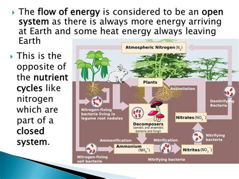 Ppt Trophic Structure Of Ecosystems Powerpoint Presentation Free Download Id2421419