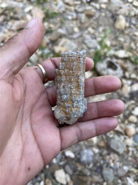 Is This A Crinoid And If So How Old R Fossilid