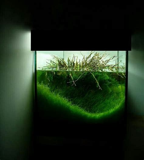 Grass Pit Tank For Middle And Top Dwelling Fish