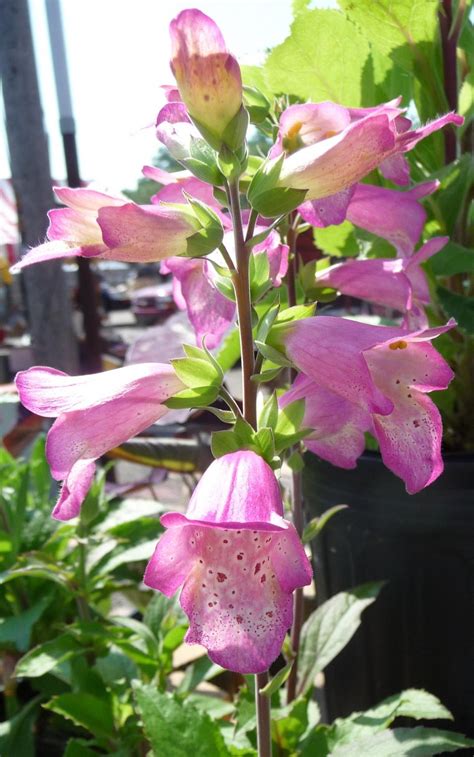 Foxgloves: Plant Care and Collection of Varieties - Garden.org