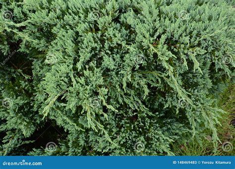 Juniperus Procumbens Stock Image Image Of Leaf Growth 148469483