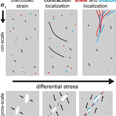 Schematic Representation Of Strain Localization At The Centimeter And