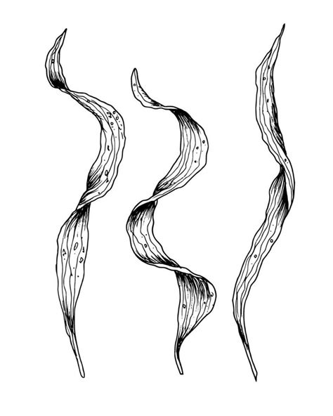 Simple Algae Drawing
