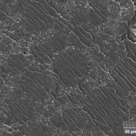 An Electron Micrograph Obtained In Secondary Electron Mode Of The Download Scientific Diagram
