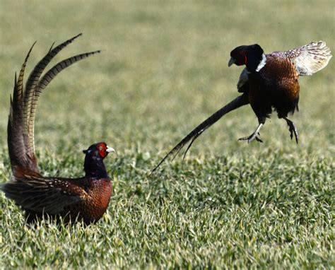 Pa Game Commission Releases The Pheasant Stocking Schedule