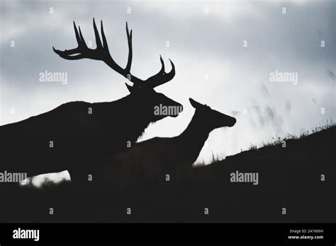Cow Elk Silhouette