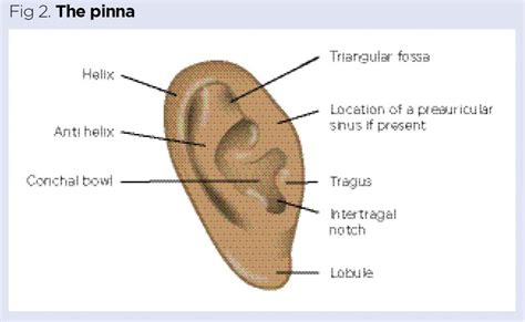 What Are The Different Parts Of The Ear And Their Functions At Brian