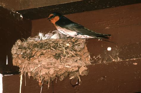 Types Of Swallows In Victoria
