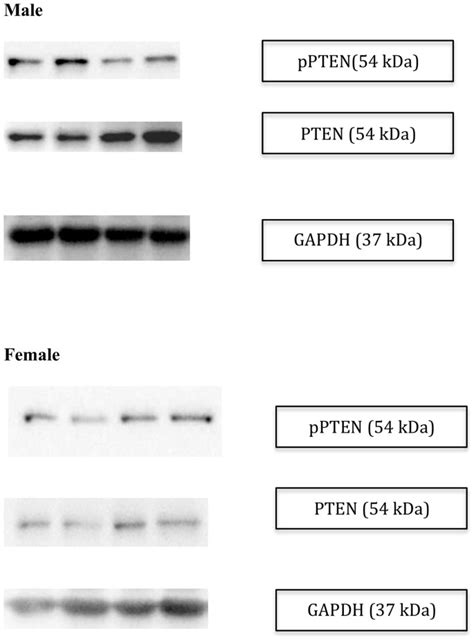 Sex Differences In Skeletal Muscle Phosphatase And Tensin Homolog Deleted On Chromosome 10 Pten