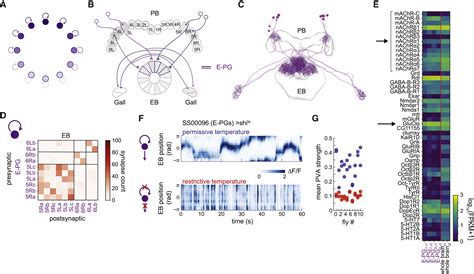 The Neuroanatomical Ultrastructure And Function Of A Biological Ring