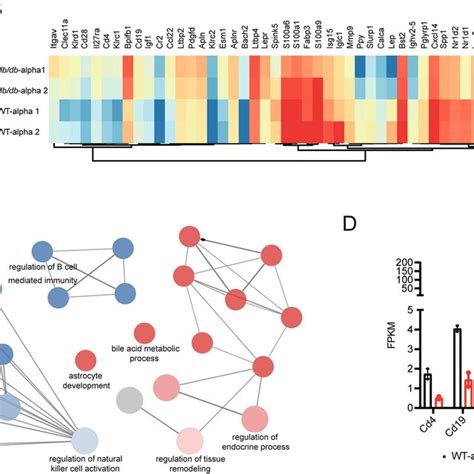 Analysis Of Immune Related Degs In The Lungs Of Dbdb And Wt Mice After Download Scientific