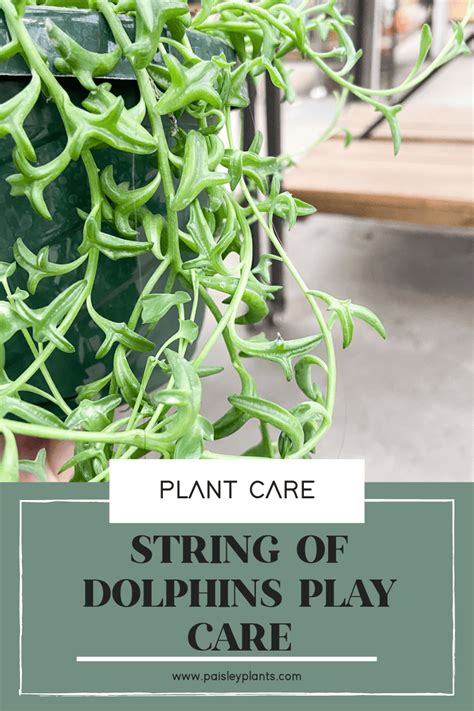 String Of Dolphins Plant Care And Growing Guide Paisley Plants