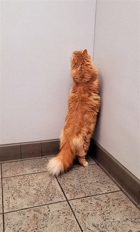 Rhinitis Anyone Else Have A Cat That Had This Or Asthma Rsiberiancats