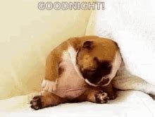 Goodnight Pug S Tenor