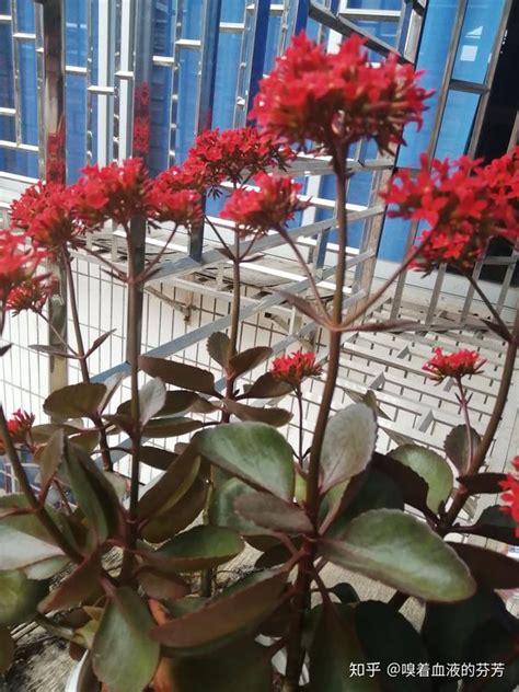 各位大佬,这是什么植物 知乎 各位大佬,这是什么植物 知乎