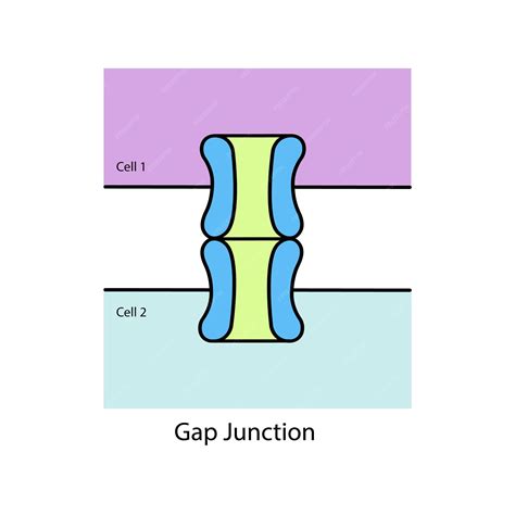 Gap Junction